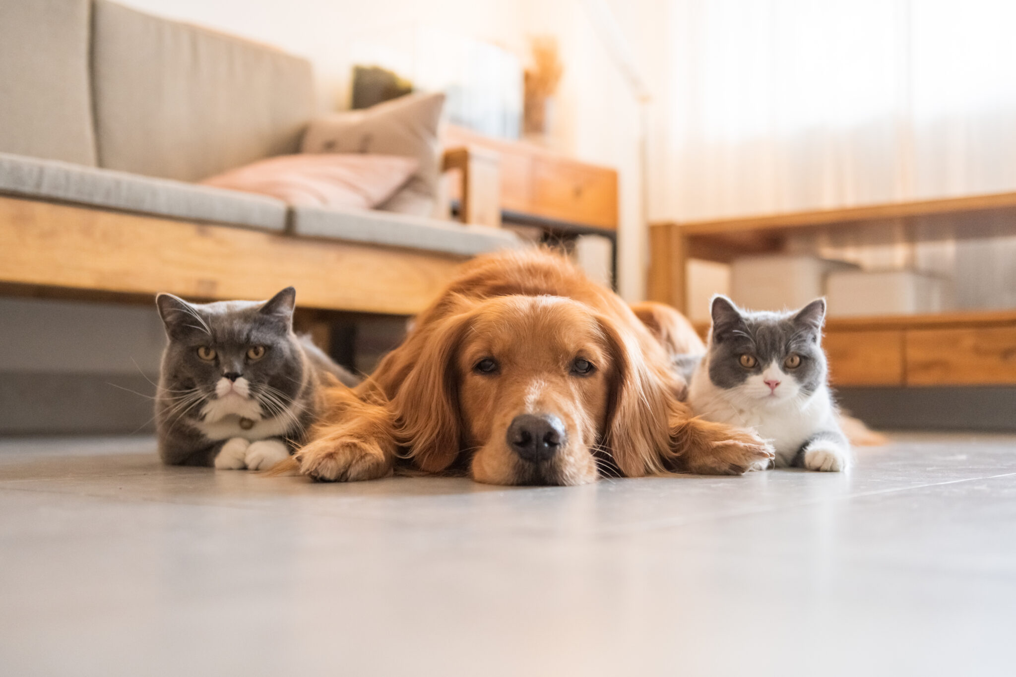 Sucralfate For Veterinary Use - Avrio Pharmacy