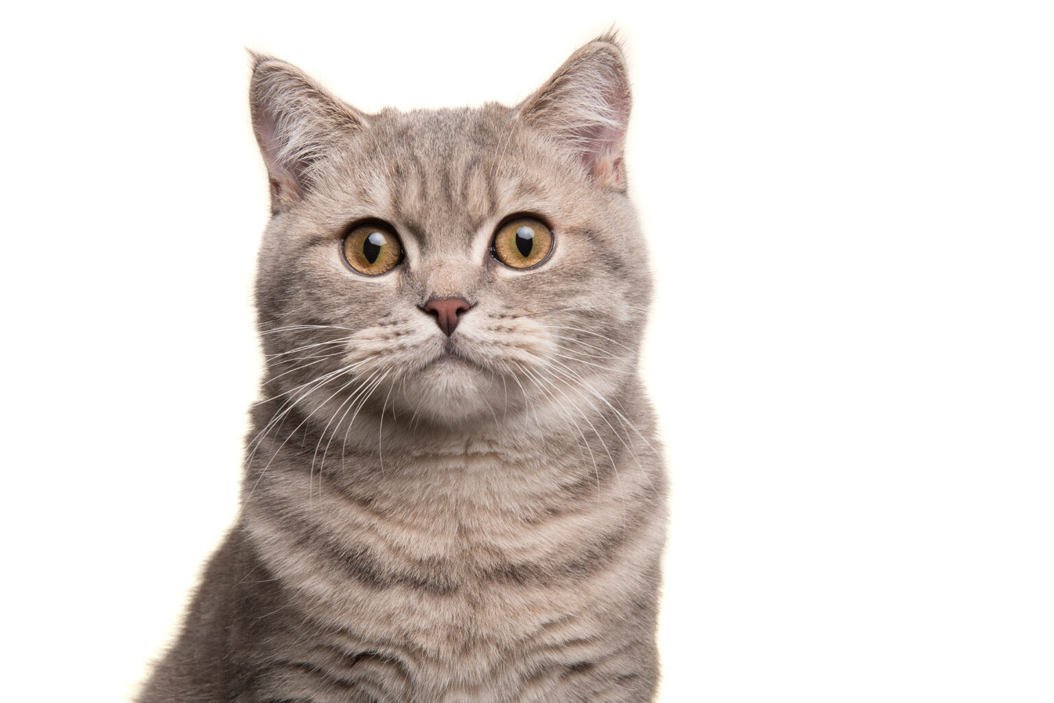 FIP: Wet Vs. Dry, Symptoms & Treatment - Avrio Pharmacy