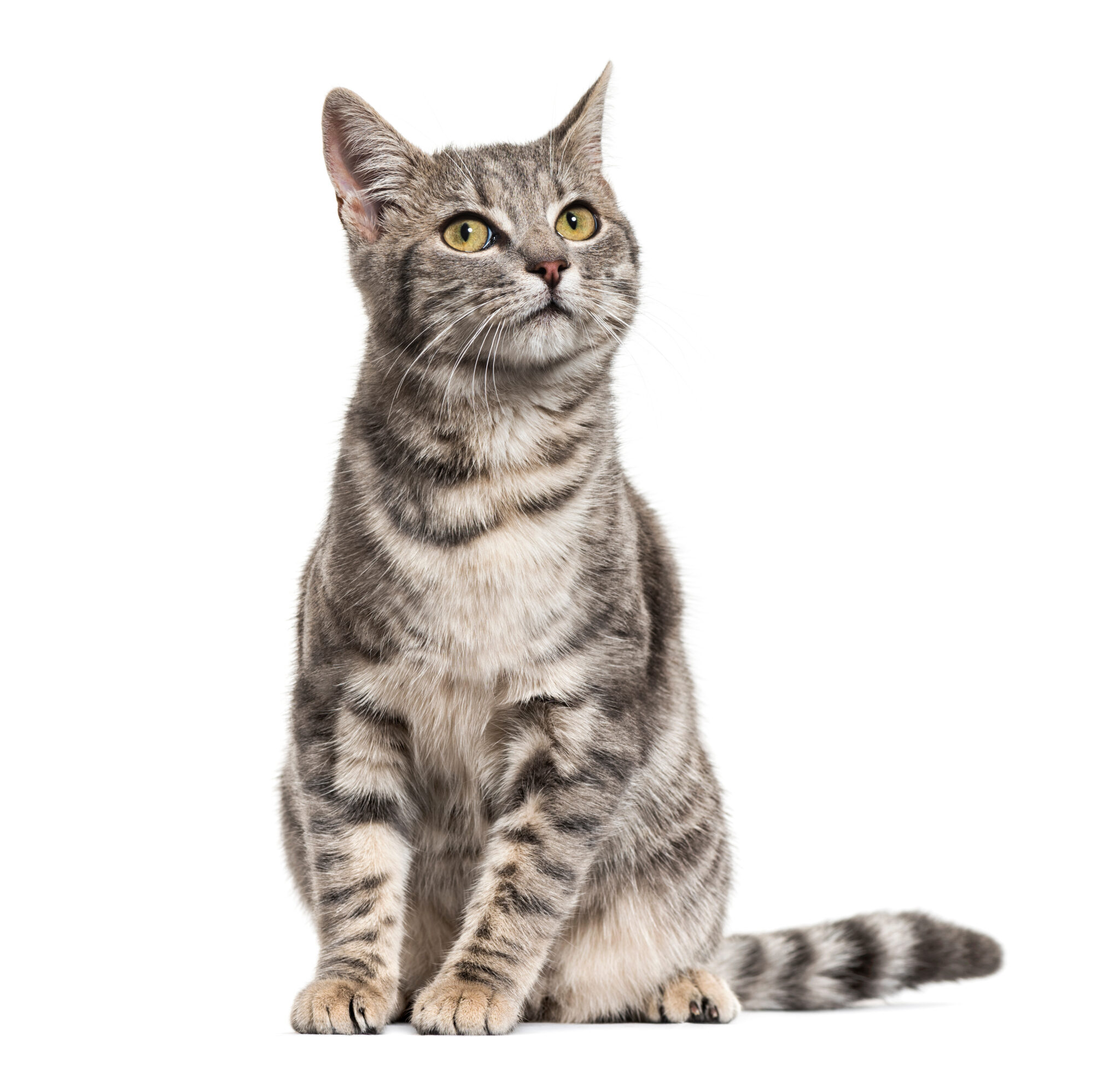 Feline Infectious Peritonitis & Prevention Options - Avrio Pharmacy